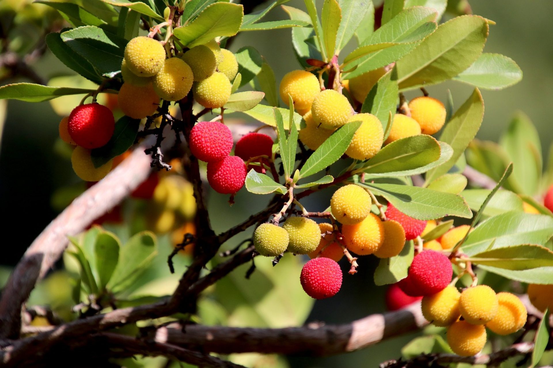 Arboriculture | ACCUEIL ALC
